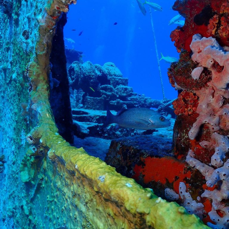 PLONGÉE A SAINT MARTIN – BOOKING ONLINE – SERIAL DIVERS